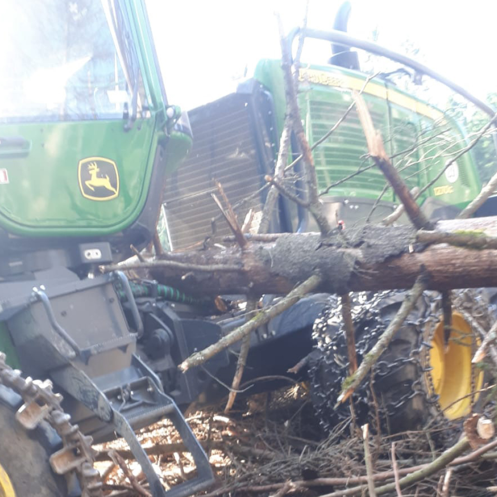 Schaden durch Baum | Hermann und Hensel Versicherungsmakler